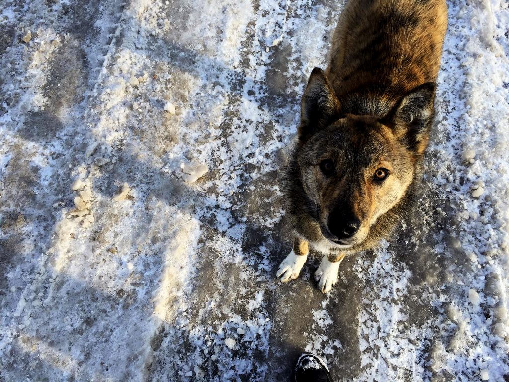 The dogs of Chernobyl | Beyond Nuclear International