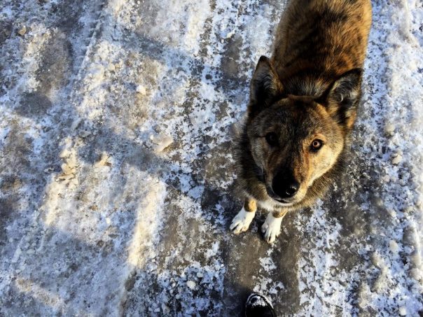 The dogs of Chernobyl | Beyond Nuclear International