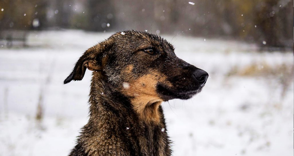 The dogs of Chernobyl | Beyond Nuclear International