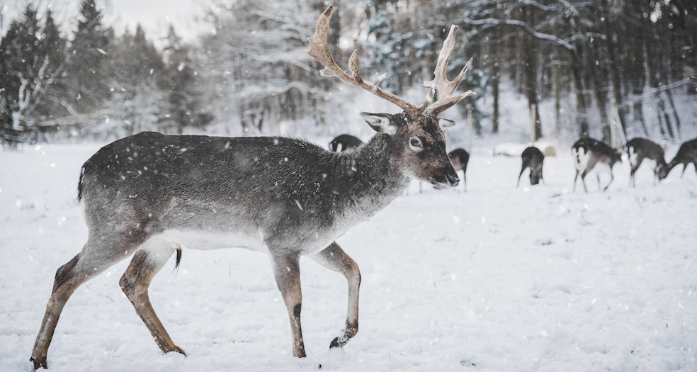 Rudolph the radioactive reindeer | Beyond Nuclear International