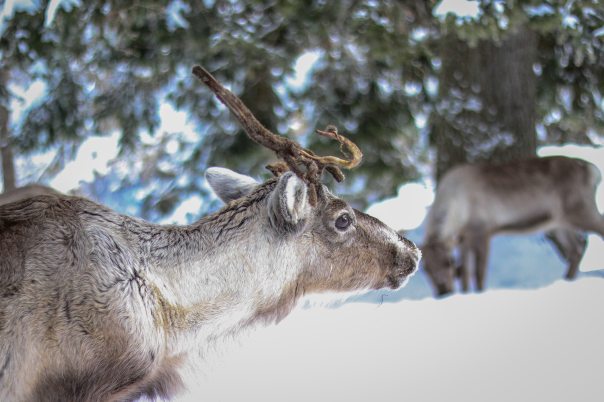 Rudolph the radioactive reindeer | Beyond Nuclear International