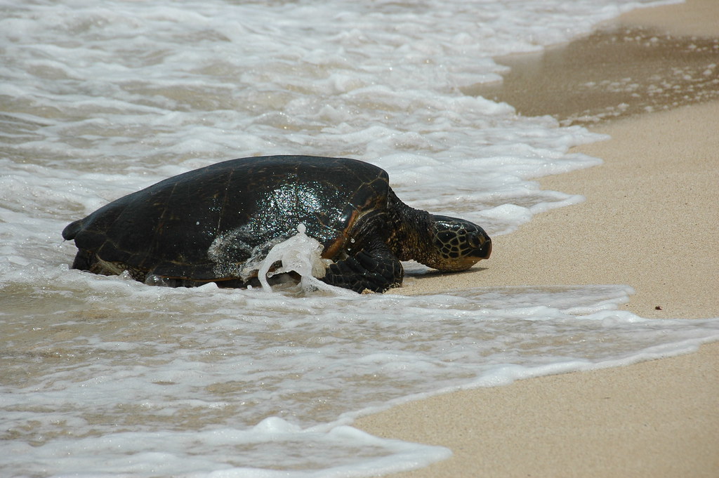 Suing to stop sea turtle kills | Beyond Nuclear International