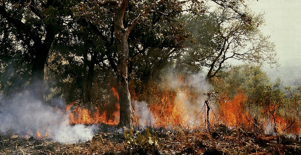 Africa is also burning | Beyond Nuclear International