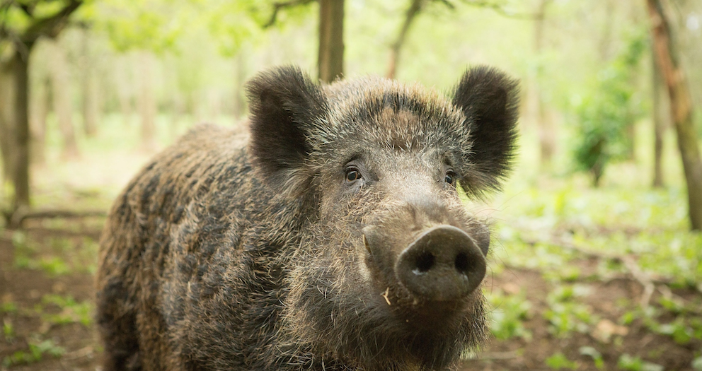 Nuclear power and harm to animals | Beyond Nuclear International