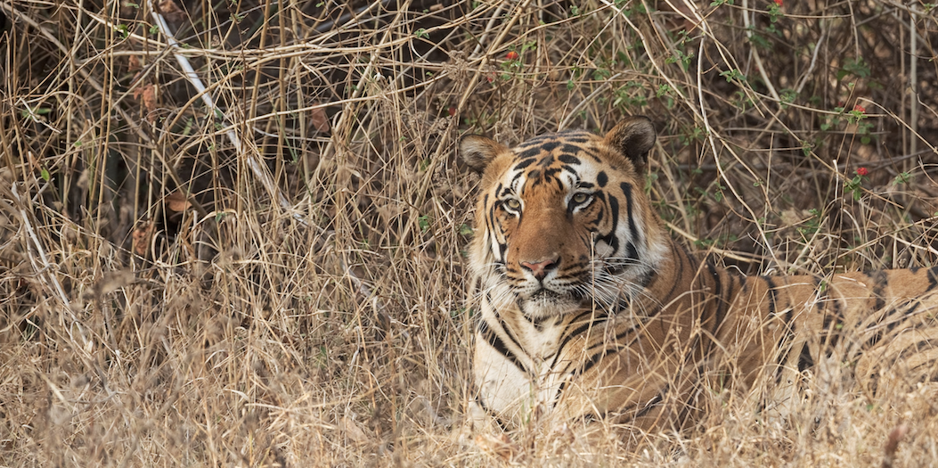 Tigers may soon burn not so bright | Beyond Nuclear International