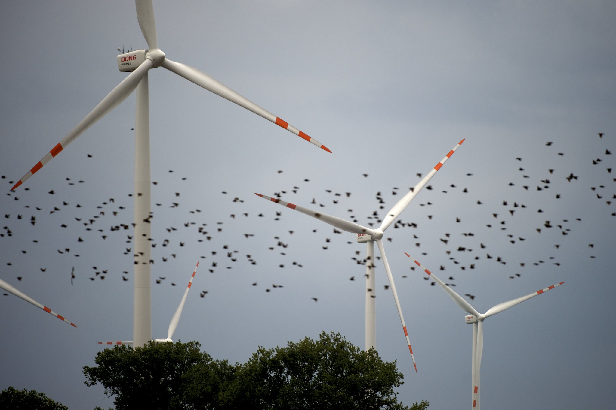 How many birds are killed by wind turbines? | Beyond Nuclear International