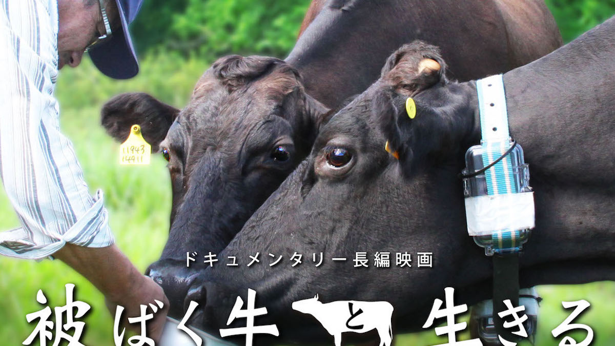 The cows died | Beyond Nuclear International