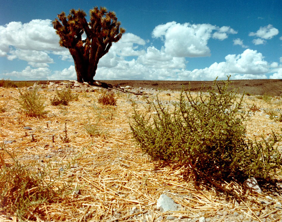 The Dann sisters blazed a trail | Beyond Nuclear International