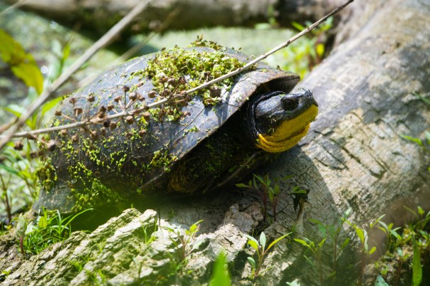 Species at risk score a reprieve | Beyond Nuclear International