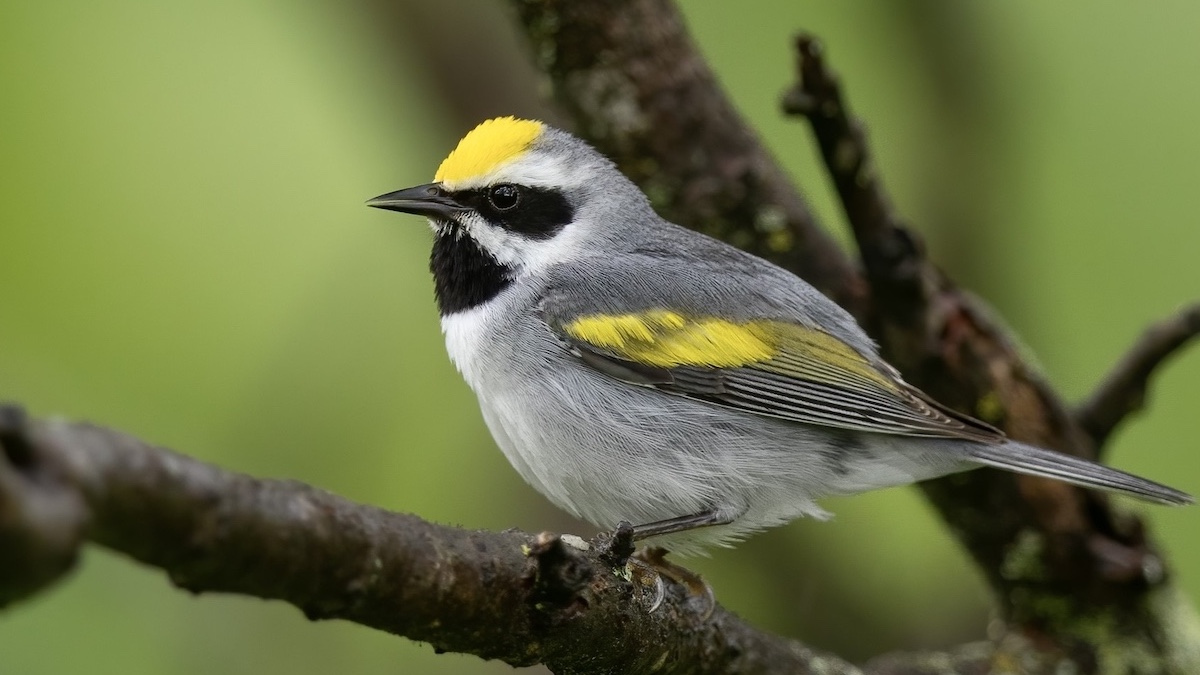 Species at risk score a reprieve | Beyond Nuclear International